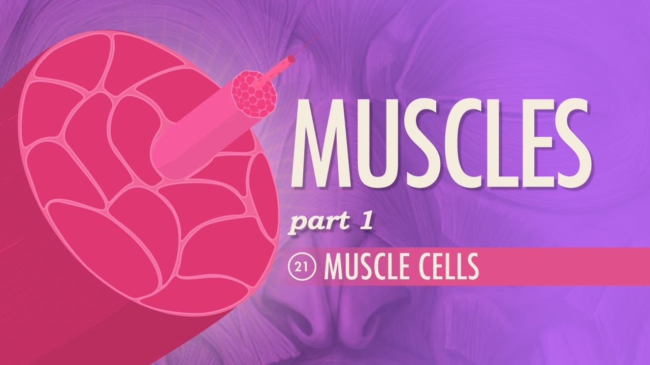 Muscles, Part 1 - Muscle Cells: Crash Course Anatomy & Physiology #21 ...