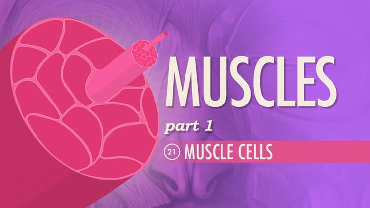 Muscles, Part 1 - Muscle Cells: Crash Course Anatomy & Physiology #21 ...