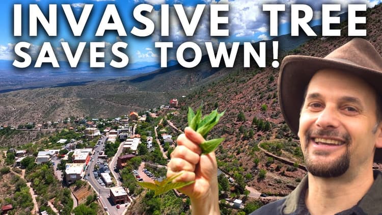 Invasive Tree Rescues Arizona Town! | Glasp