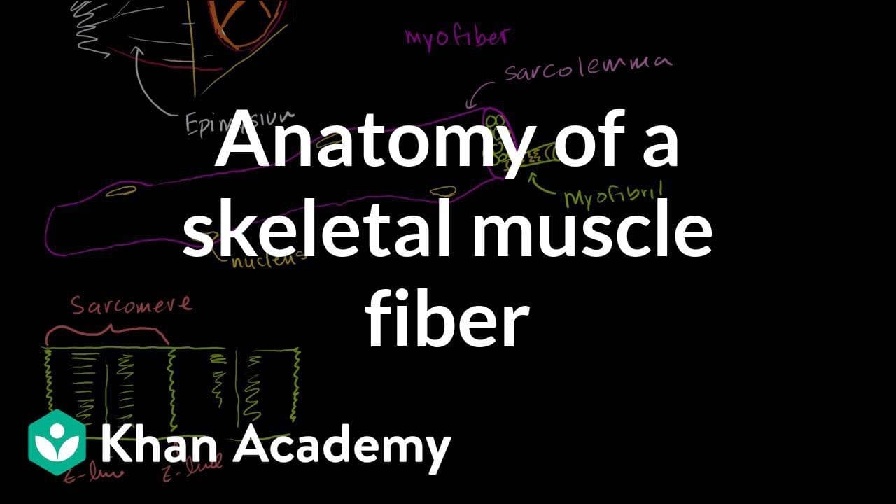 Anatomy of a muscle cell | Glasp